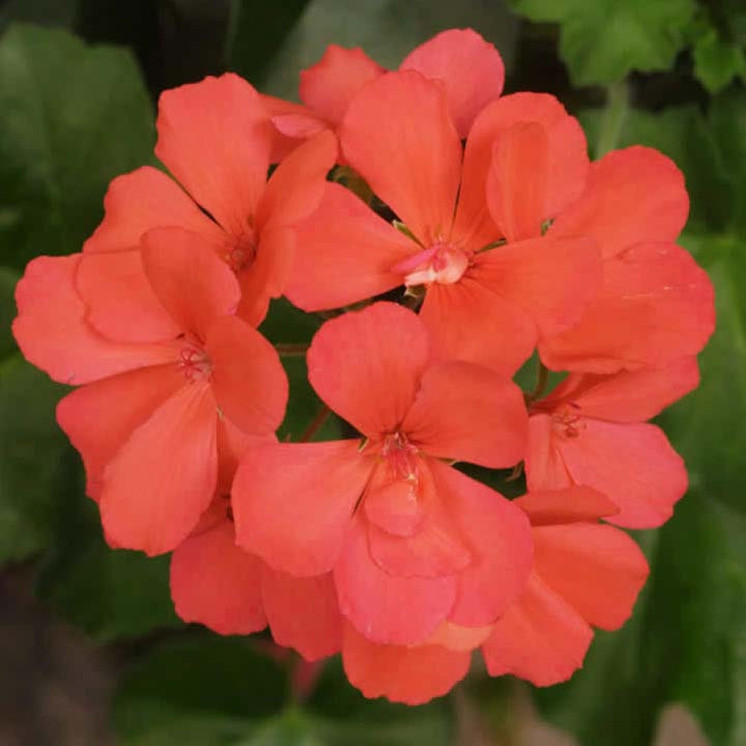 Geranium Caliente Orange X4 or X1 Live Plant Plugs Grow Your Own Garden ...