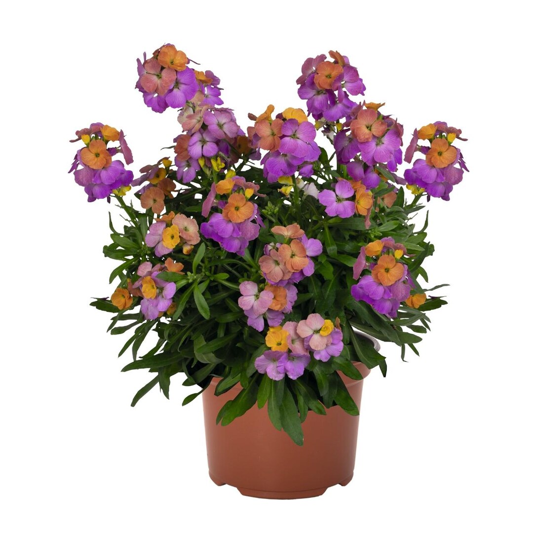 Erysimum Wallart Berry Lemonade X5 or X1 Live Plant Plugs Grow Your Own ...