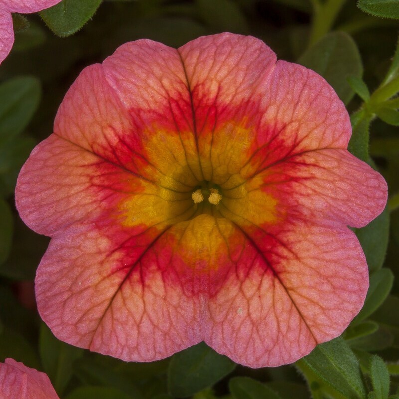 Calibrachoa Seeds - Etsy