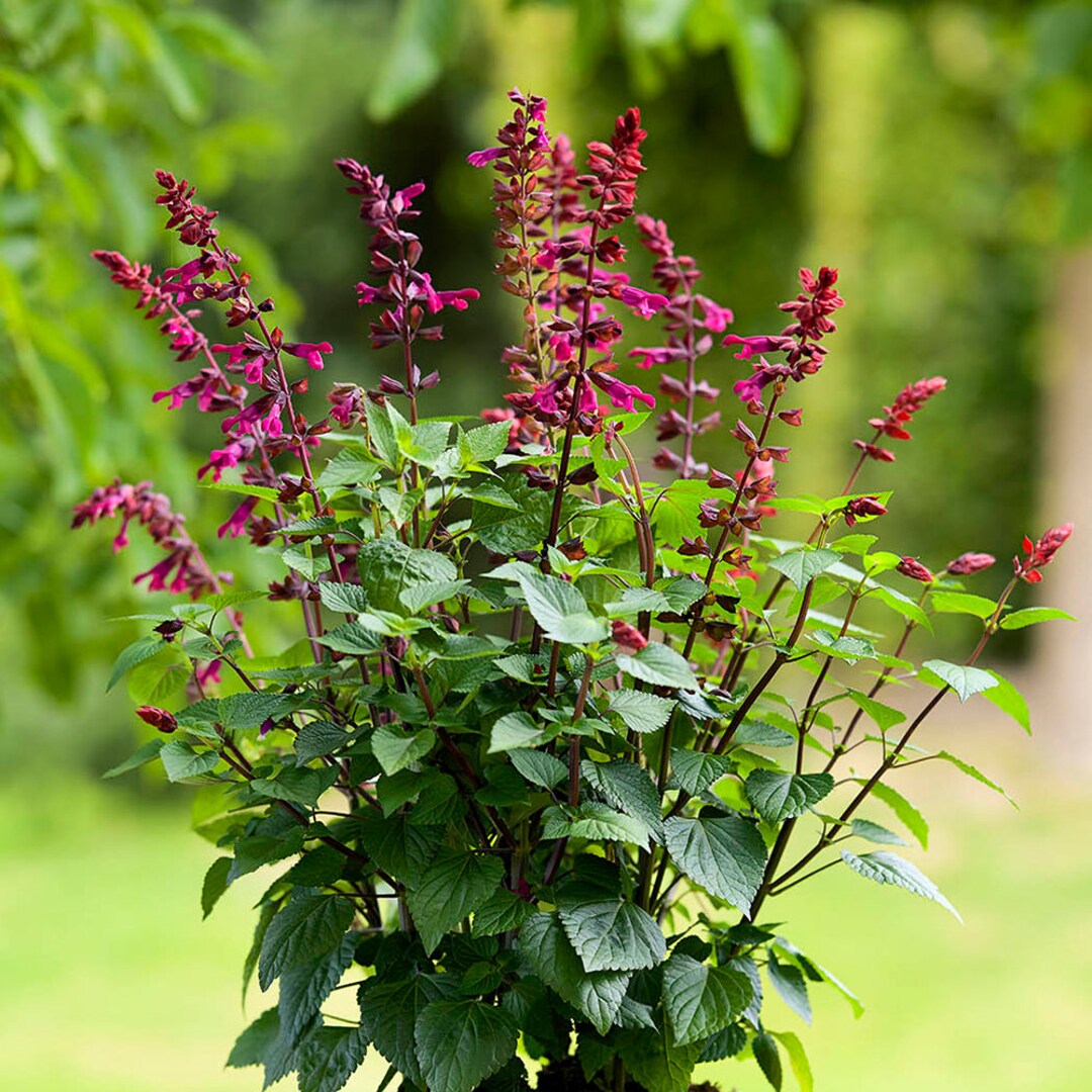 Salvia Salgoon Lake Strawberry X4 or X1 Live Plant Plugs Gothic Garden ...