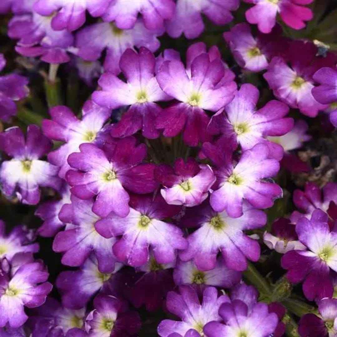 Verbena Beats Blue White X5 or X1 Live Plant Plugs Grow Your Own Garden ...