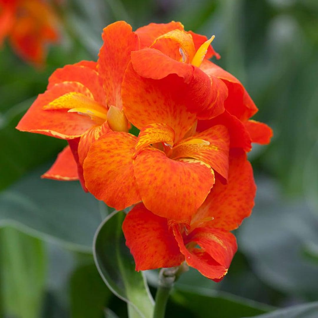 Canna Cannasol Happy Cleo X4 or X1 Live Plant Plugs Grow Your Own ...