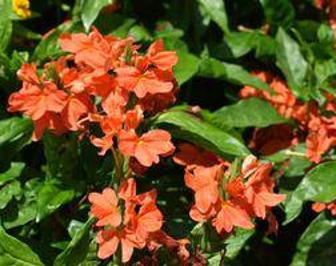 Crossandra Watermelon Live Plant Plugs X1 or X4 Firecracker Flower - Etsy