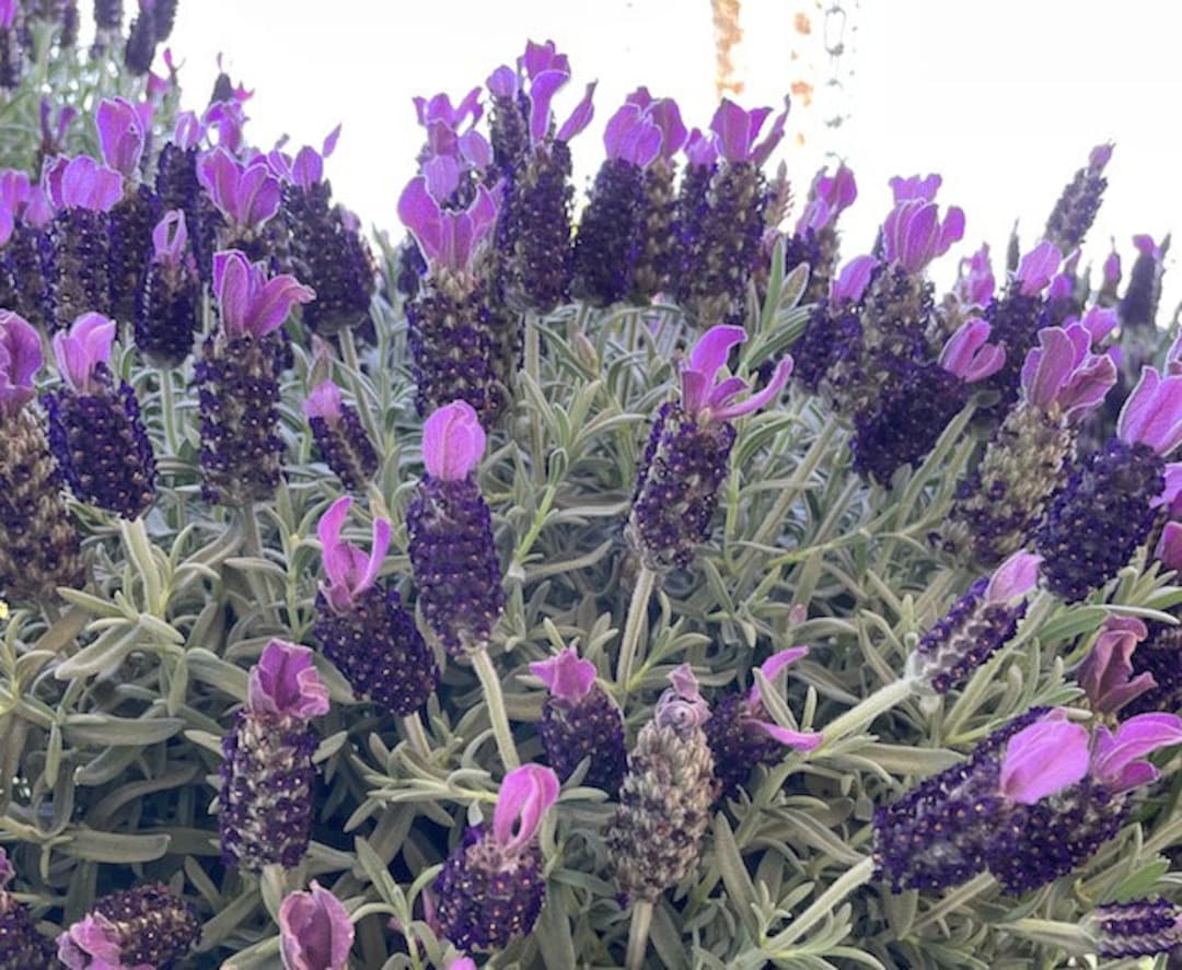 Lavandula La Diva Big Night Lavender X4 or X1 Live Plant Plugs Grow ...