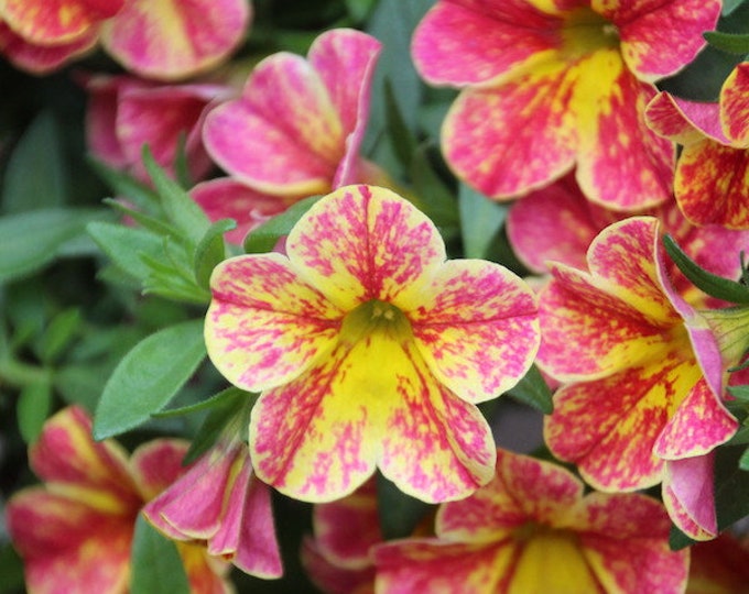 Calibrachoa Aloha Nani Tropicana X5 or X1 Live Plant Plugs Grow Your ...