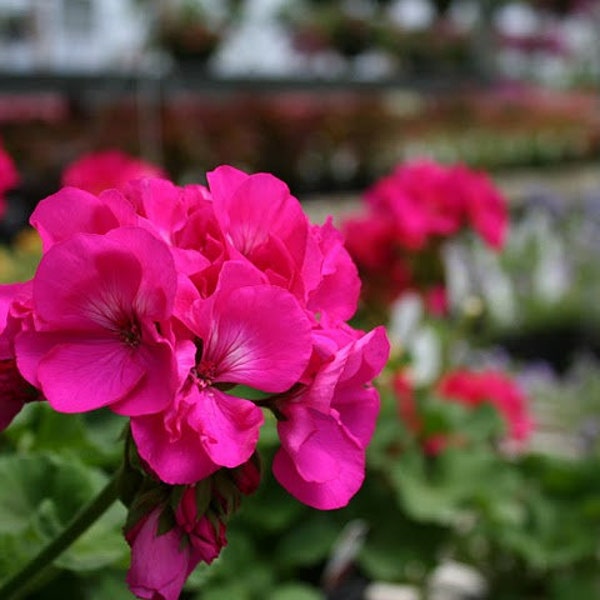 Geranium Seeds - Etsy