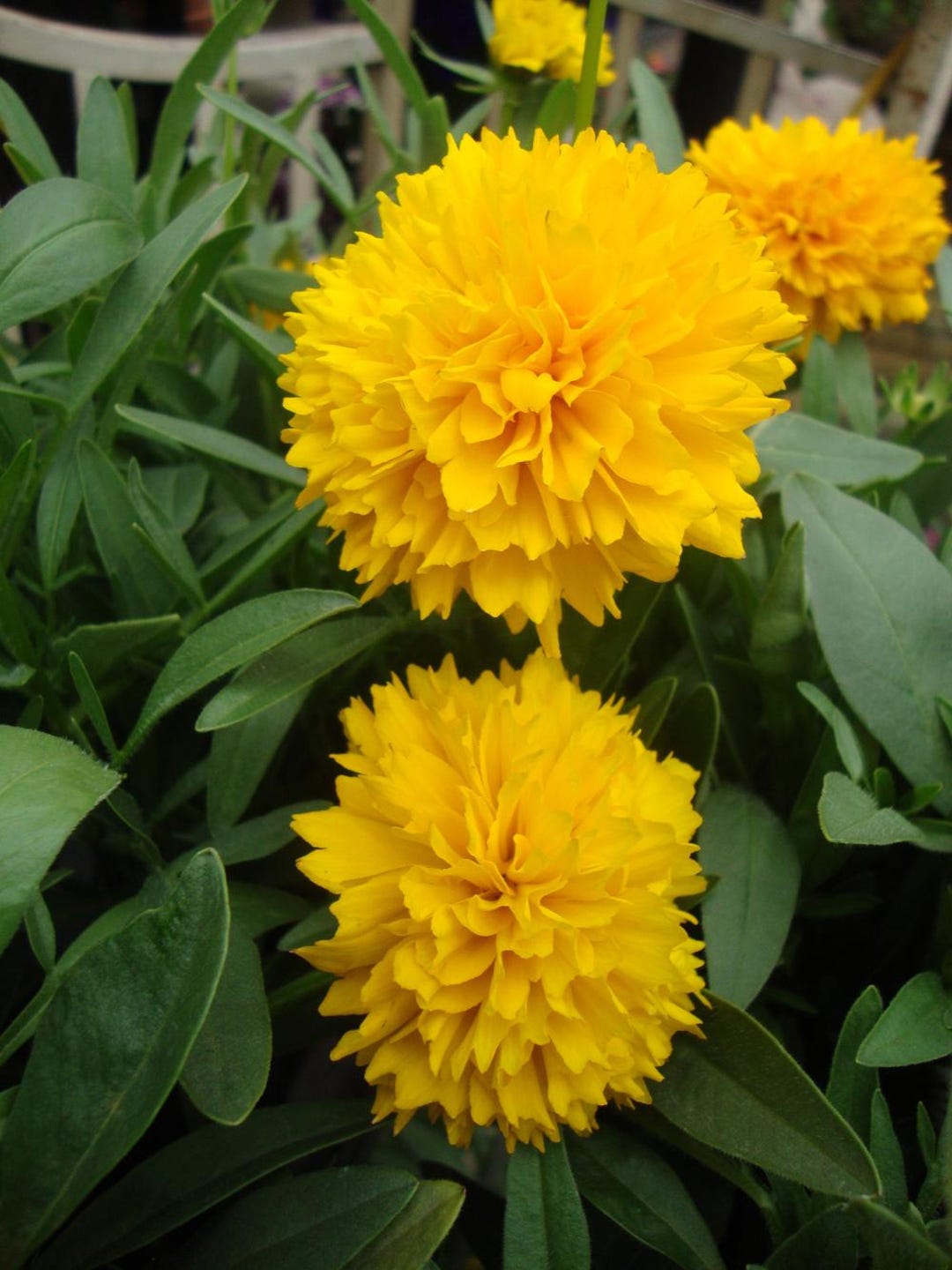 Coreopsis Solanna Golden Sphere X5 or X1 Attracts Butterflies Live ...