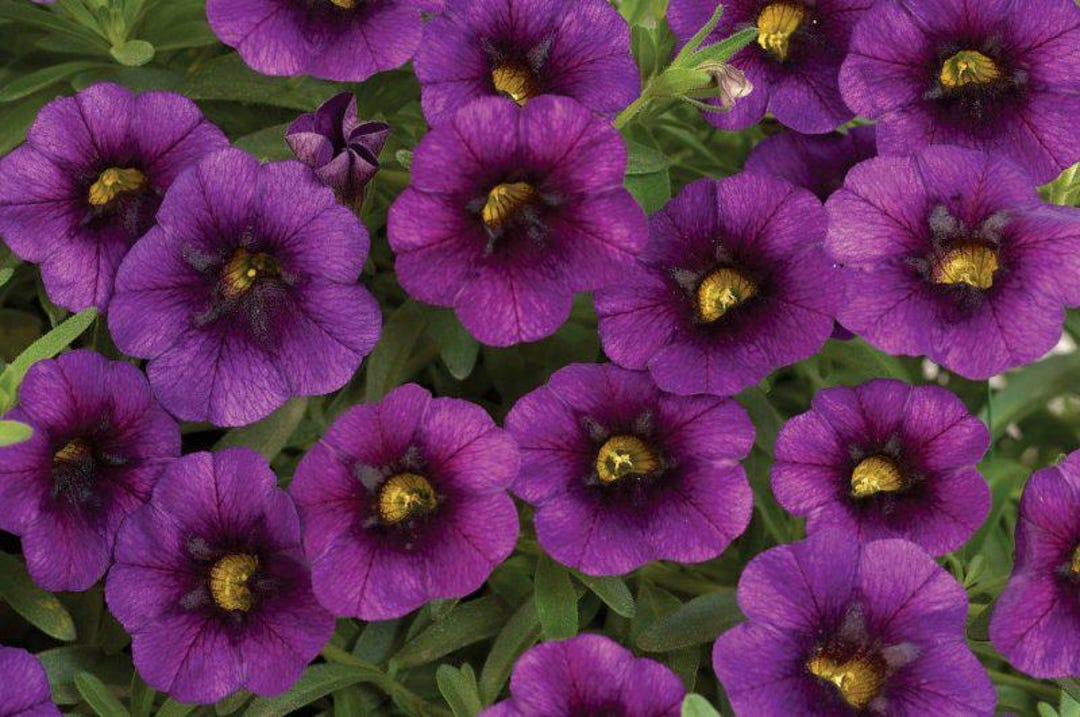 Calibrachoa Callie Purple X5 or X1 Attracts Butterflies Live Plant ...