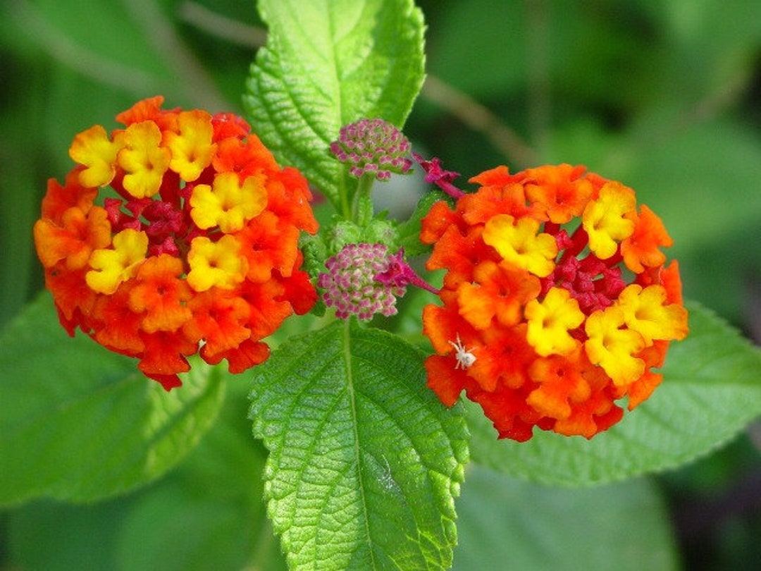 Lantana Red Spread X5 or X1 Live Plant Plugs Grow Your Own Garden - Etsy