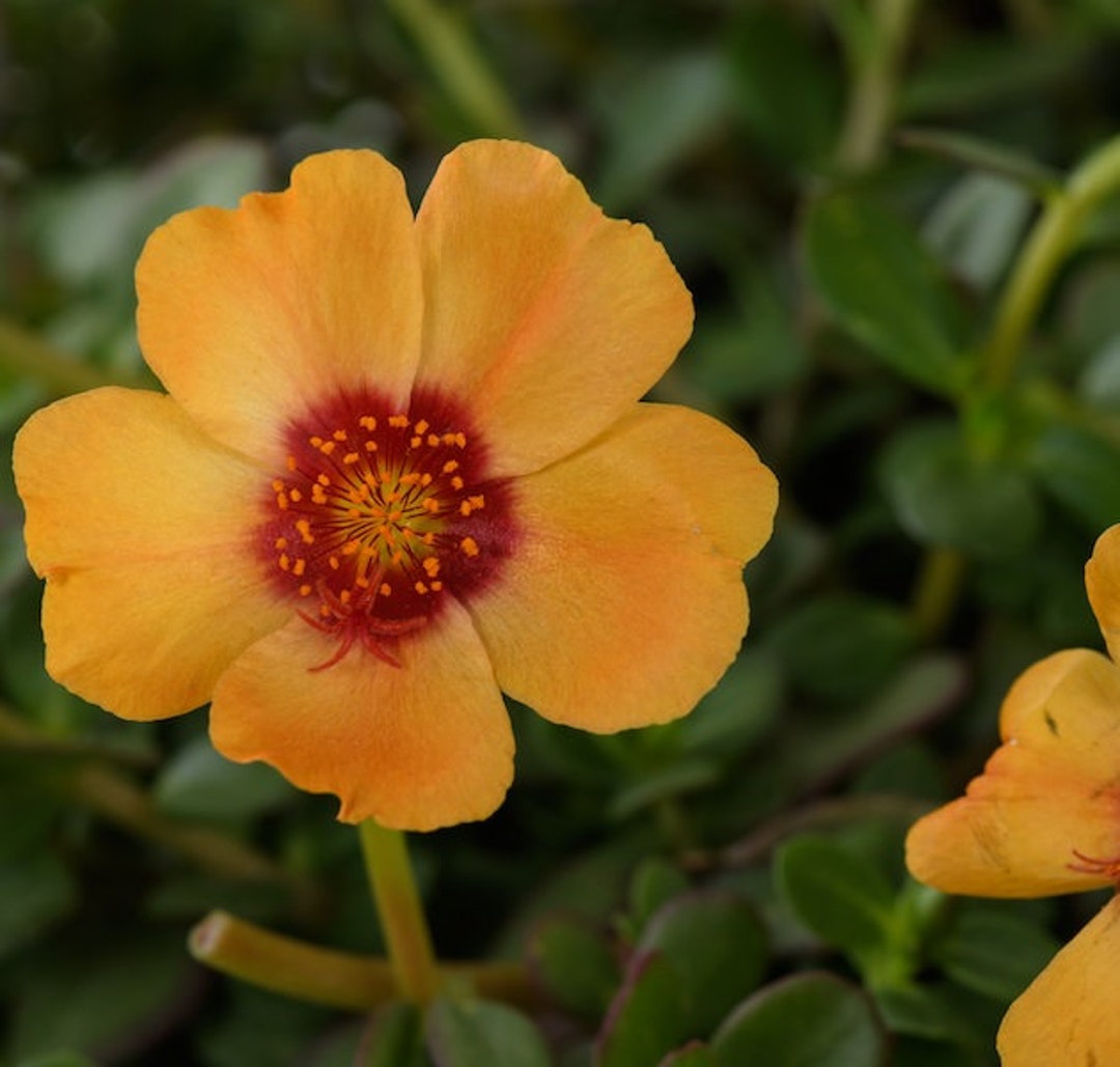 Portulaca Pazzaz Apricot X5 or X1 Moss Rose Live Plant Plugs - Etsy