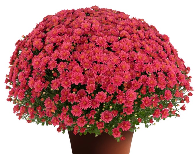 Chrysanthemum Mum Yoder Jacqueline Rose X4 or X1 Live Plant Plugs Fall ...