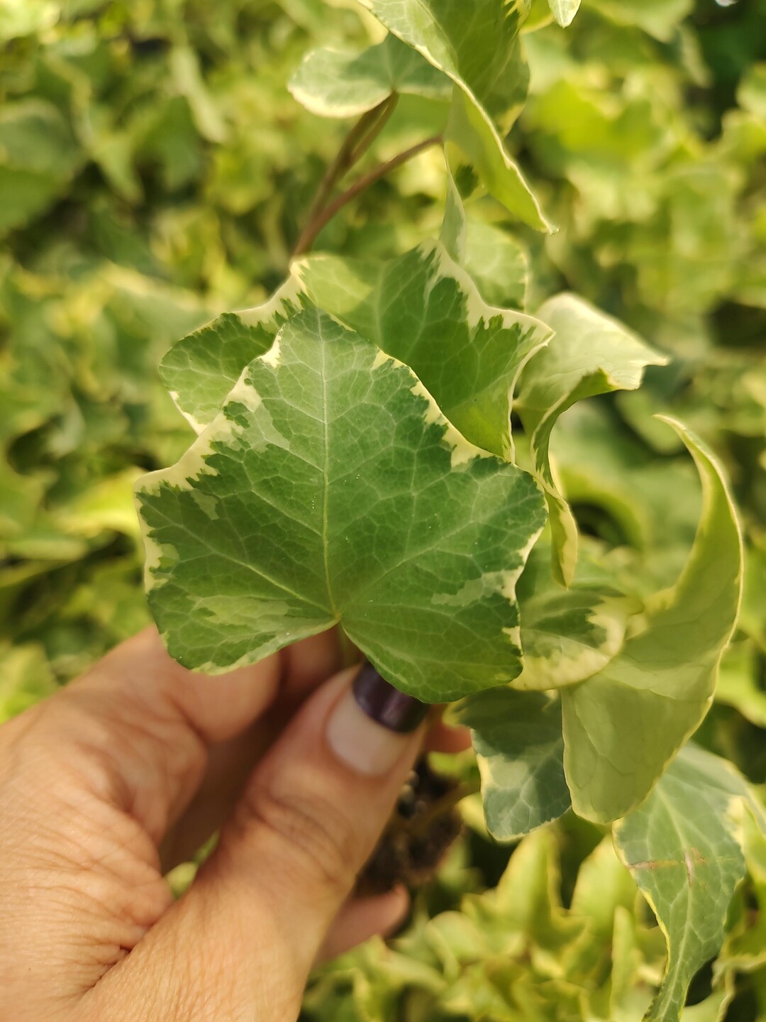 Gold Child English Ivy Hedera Helix Live Plant Plugs X1 or X3 Grow Your ...