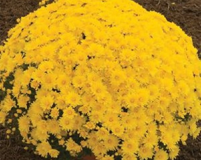 Chrysanthemum Mum Yoder Elena Gold X4 or X1 Live Plant Plugs Fall ...