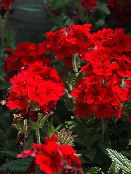 Verbena Vanessa Red X5 or X1 Attracts Butterflies Live Plant Plugs Grow ...