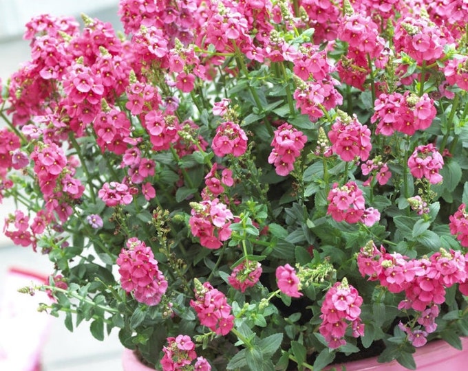 Rose Pink Queen Diascia Flower Seeds/barberae/annual 50 - Etsy