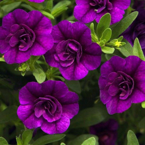 Calibrachoa Seeds - Etsy