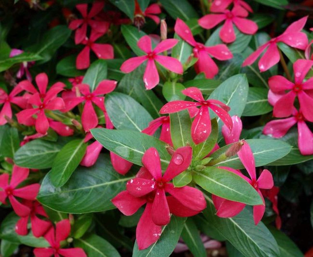 Catharanthus (vinca) Soiree Kawaii Coral Reef X5 or X1 Live Plant Plugs ...