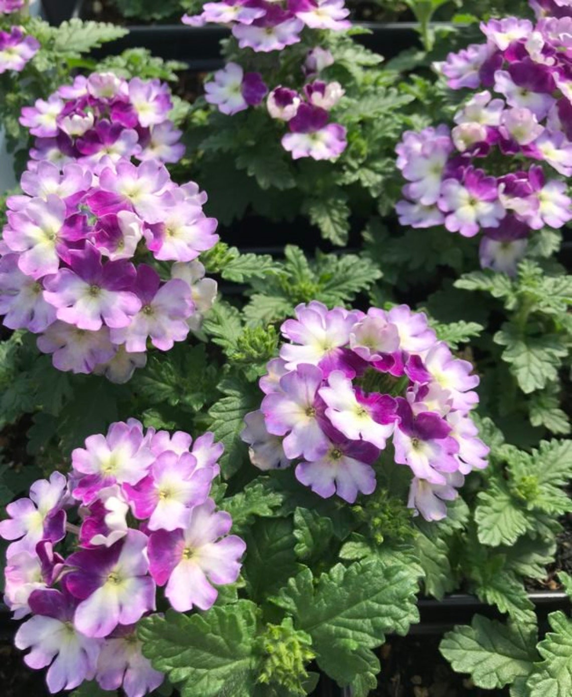 Verbena Vanessa Compact Purple Bicolor X5 or X1 Attracts Butterflies ...