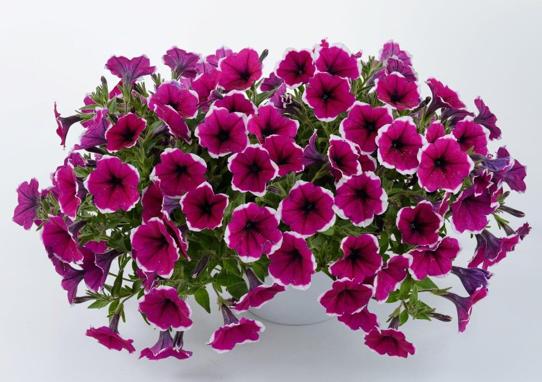 Petunia Cascadias Rim Cherry X5 or X1 Goth Garden Live Plant Plugs Grow ...
