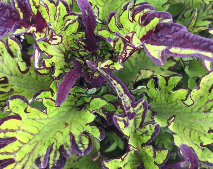 Coleus Rodeo Drive X5 Main Street Series Live Plant Plugs Grow Your Own ...