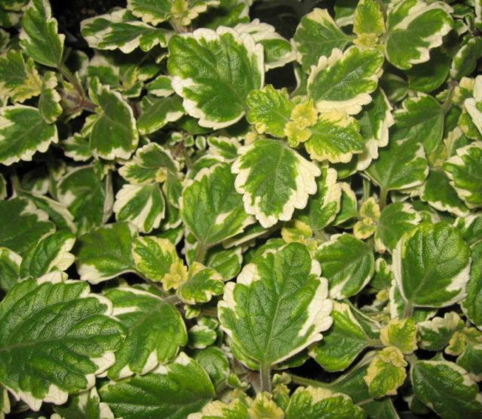 Plectranthus Variegata X4 or X1 Live Plant Plugs | Etsy