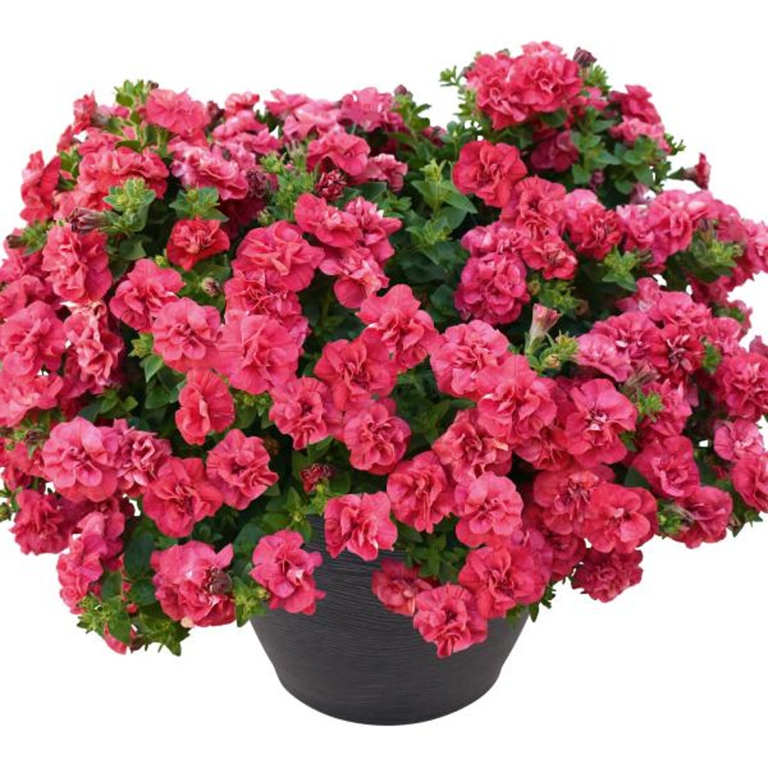 Petunia Veranda Double Red X5 or X1 Live Plant Plugs Grow Your Own ...