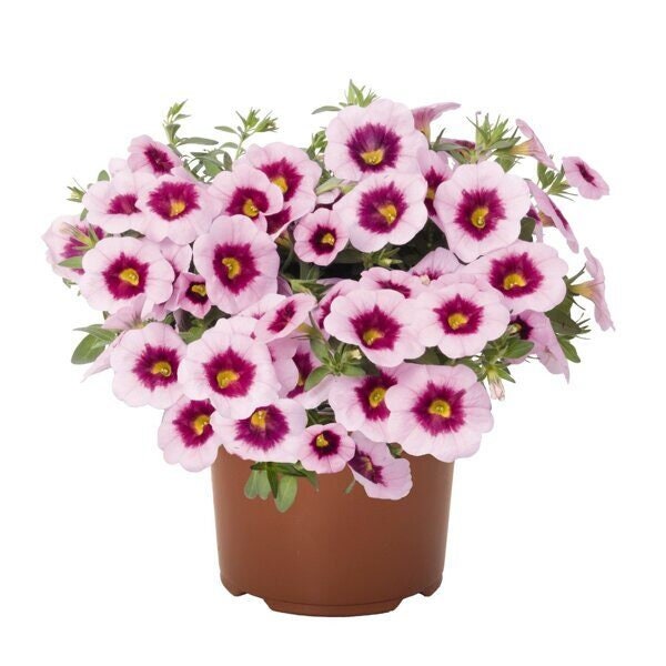 Calibrachoa Aloha Nani Appleblossom X5 or X1 Live Plant Plugs Grow Your ...