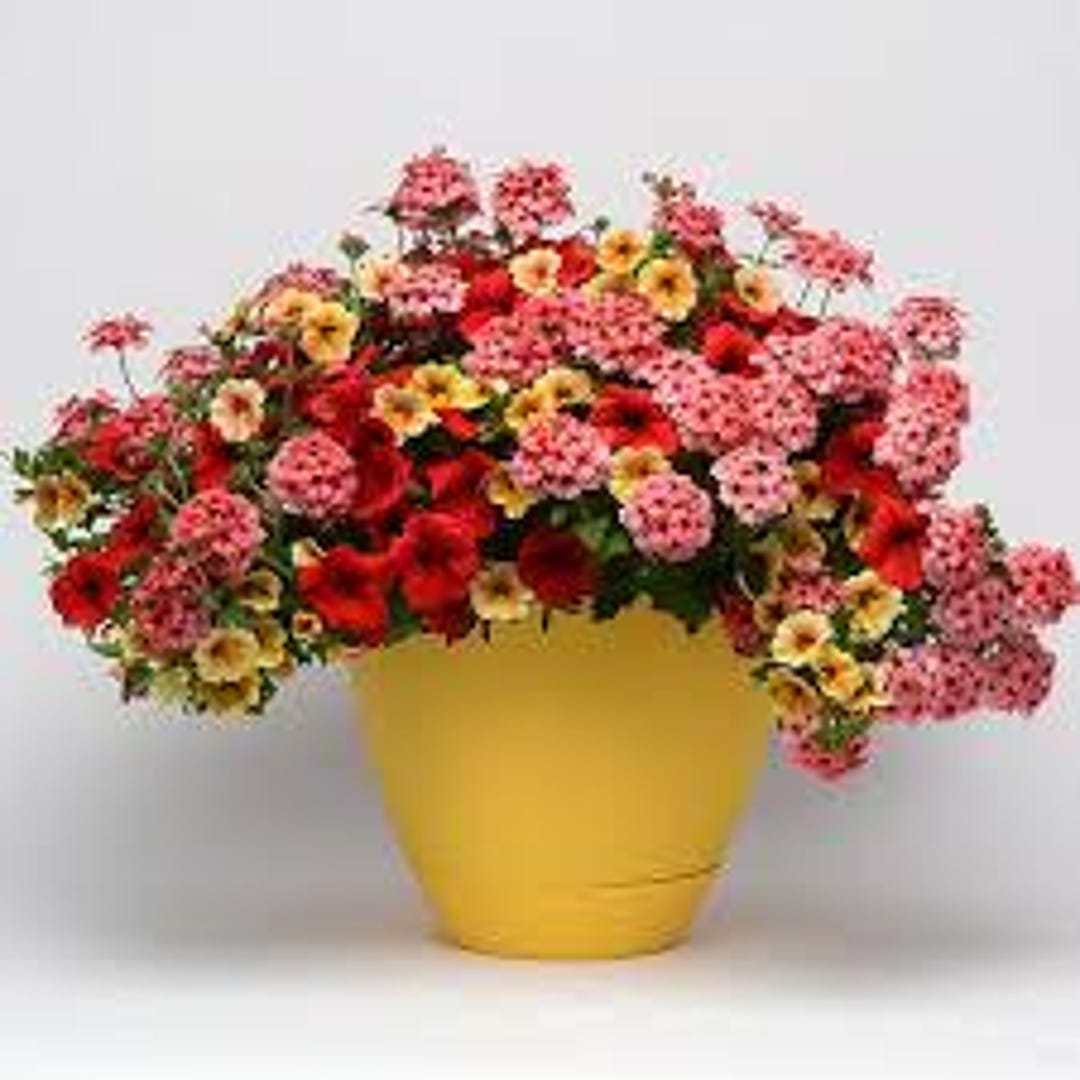 Who Knew Orleans Mix Happymix Trixi Liner Live Mixed Plants Planter ...