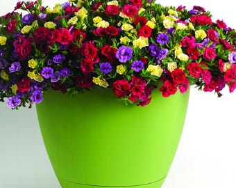 Who Knew Orleans Mix Happymix Trixi Liner Live Mixed Plants Planter ...
