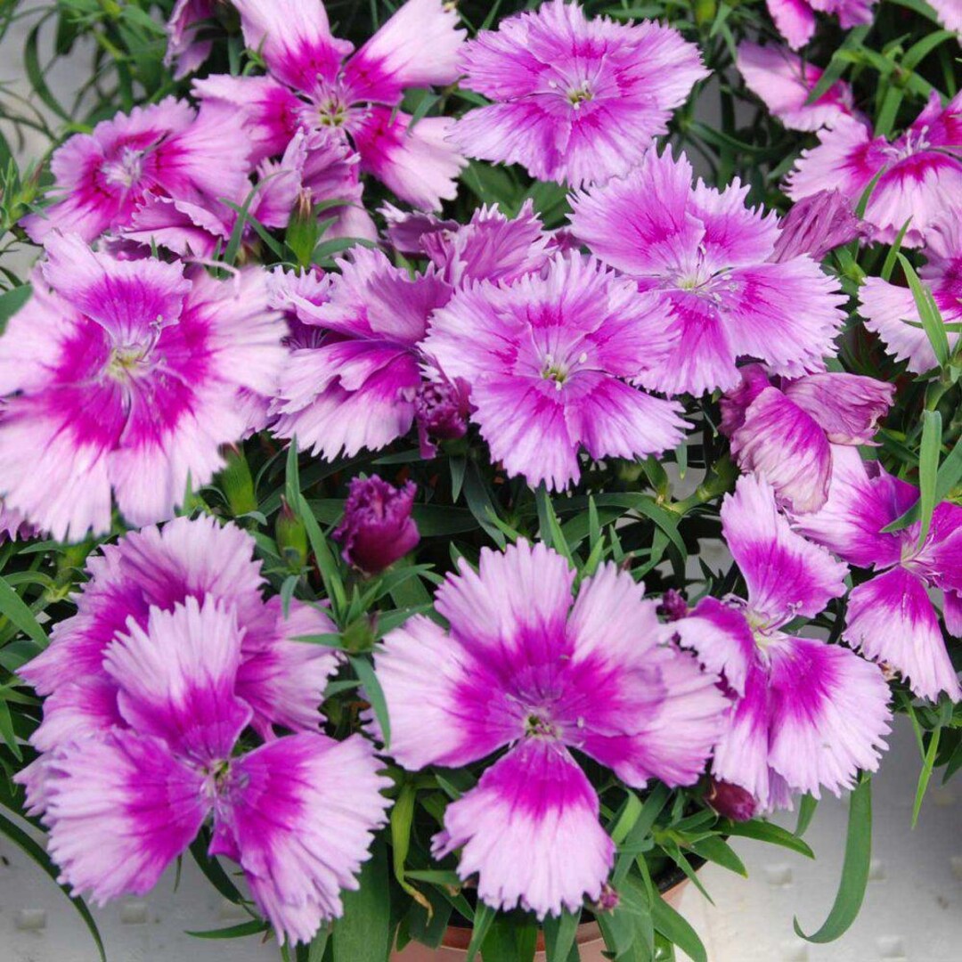 Dianthus Lavender Picotee X5 or X1 Live Plant Plugs Grow Your Own ...