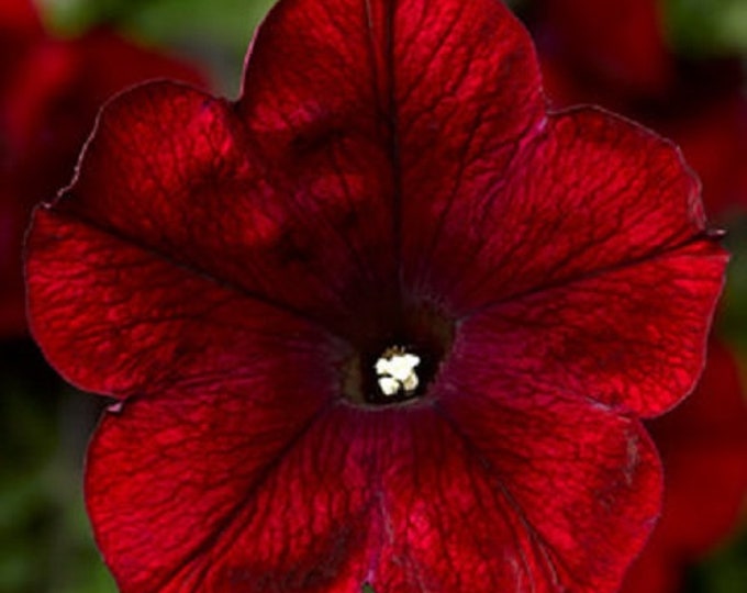 Petunia Sanguna Deep Red X5 or X1 Live Plant Plugs Grow Your Own Garden ...
