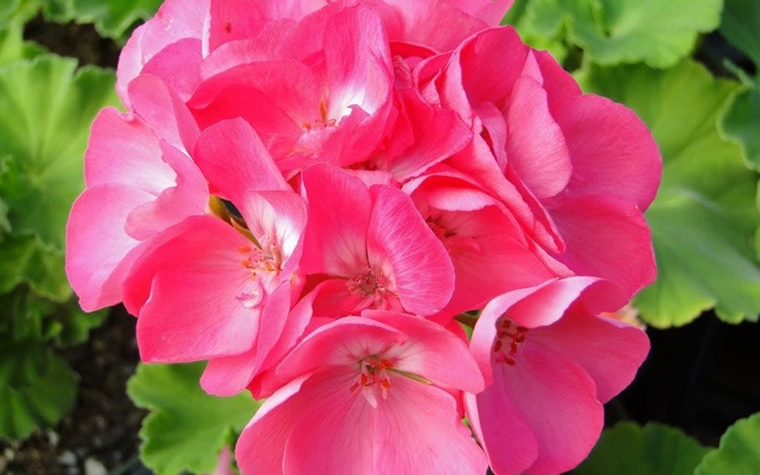 Geranium Patriot Bright Pink X4 or X1 Live Plant Plugs Grow - Etsy