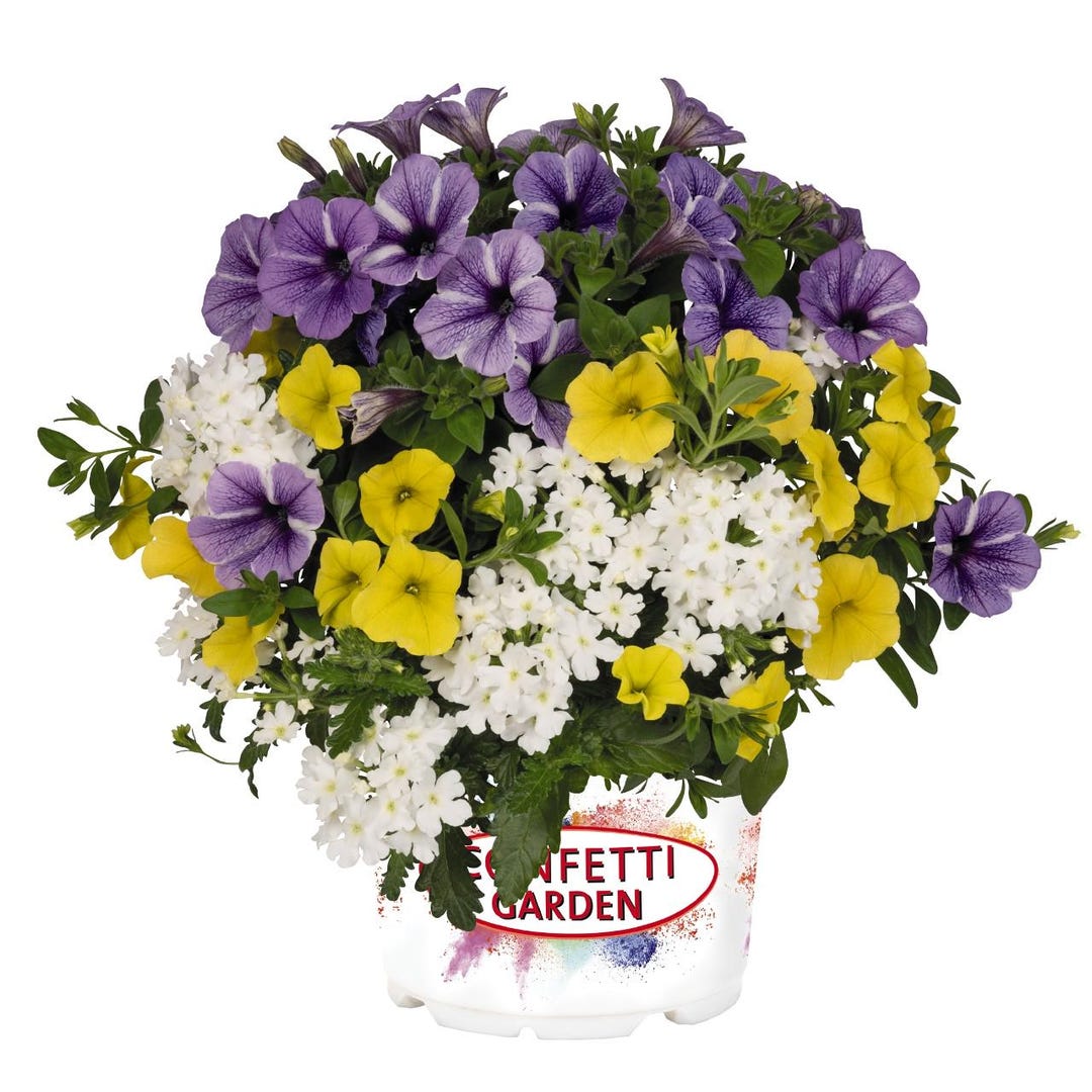 Blue Danube Confetti Trio Happymix Live Mixed Plants Planter Ready to ...