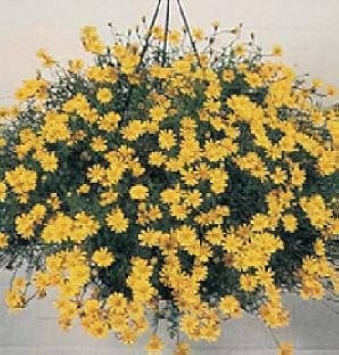 Dahlberg Daisy Golden Dawn X5 or X1 Live Plant Plugs Grow Your Own ...