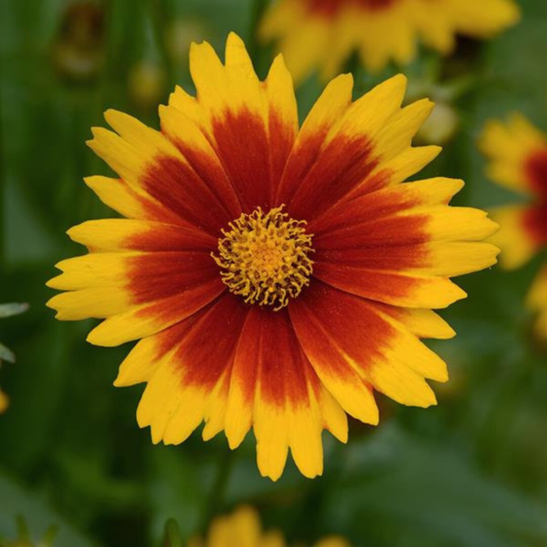 Coreopsis Uptick Yellow Red X5 or X1 Live Plant Plugs Grow Your Own ...