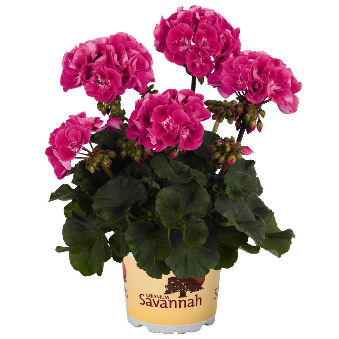Geranium Savannah Hot Pink Sizzle X4 or X1 Live Plant Plugs Grow Your ...