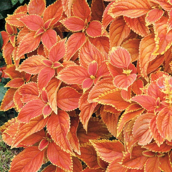 Orange Coleus - Etsy