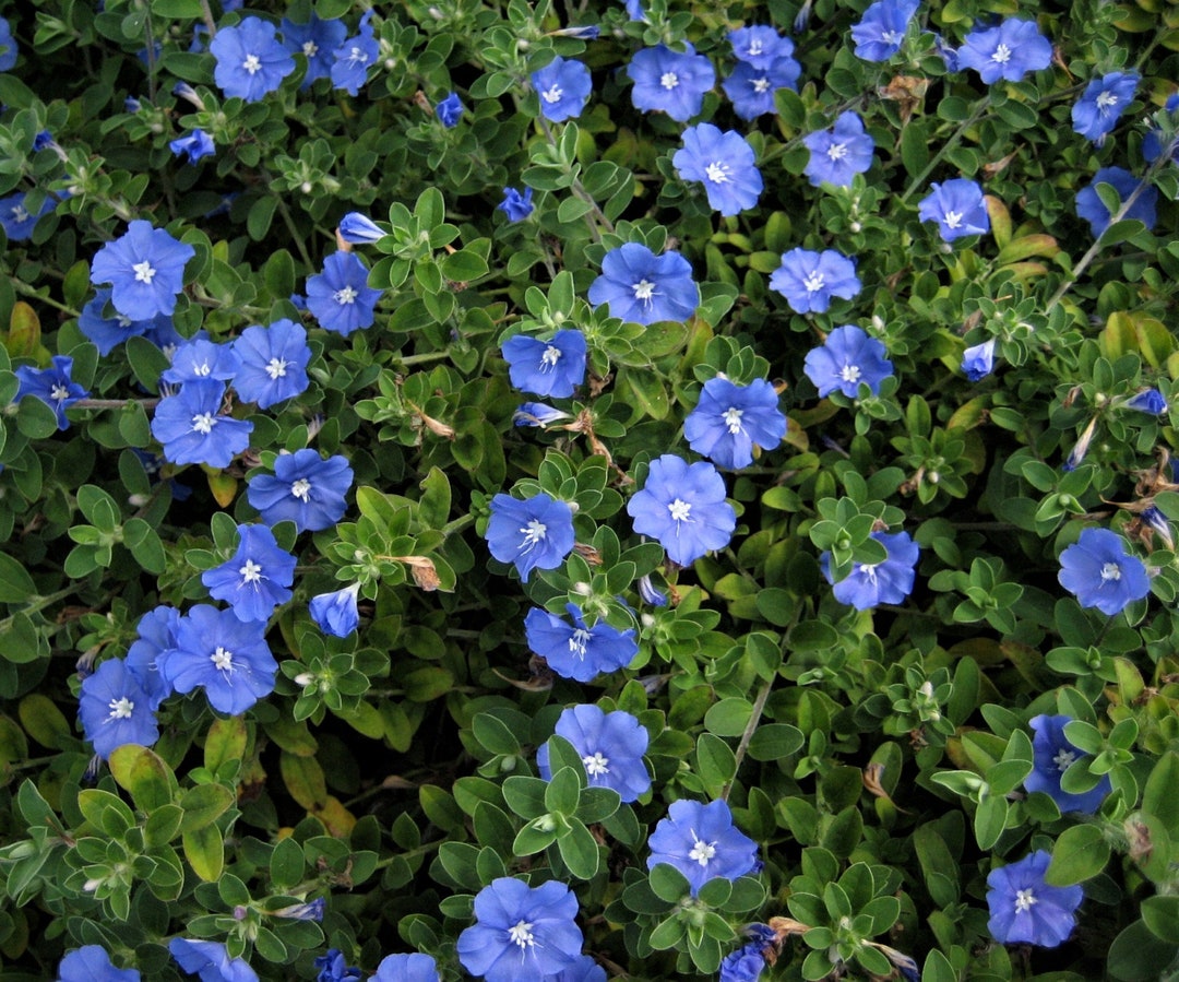 Evolvulus Beach Bum Blue X5 or X1 Live Plant Plugs Grow Your Own Garden ...