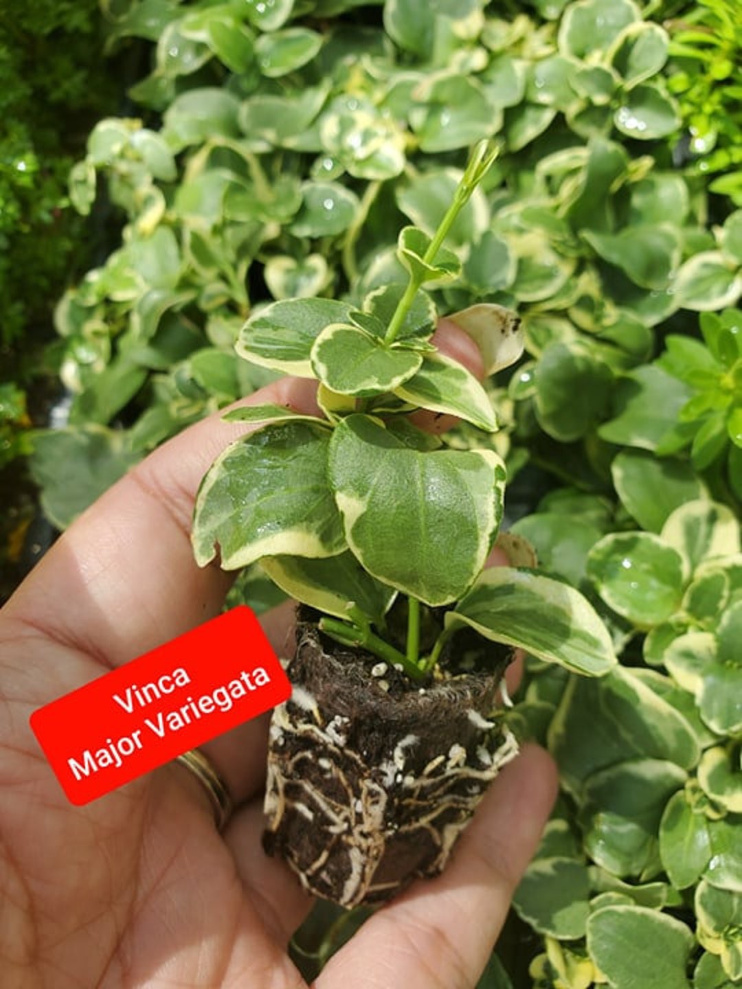Vinca Major Variegata Trailing Green White Plant Plugs X4 or X1 Live ...