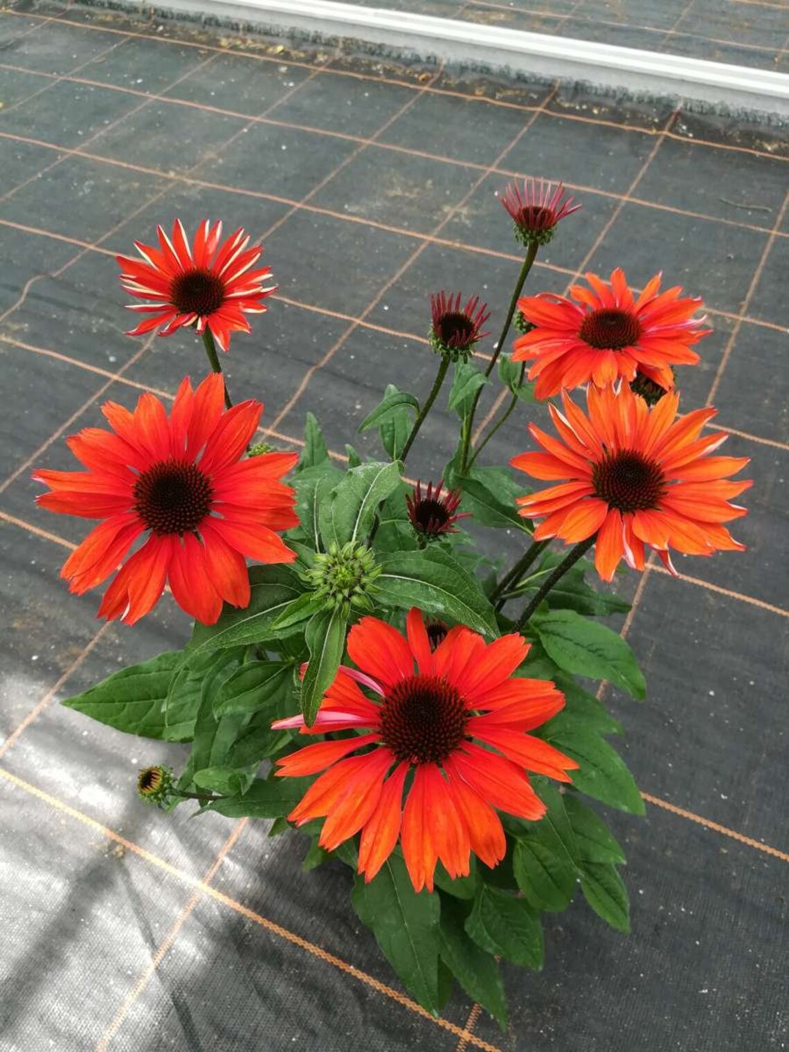 Echinacea Panama Red X4 or X1 Live Plant Plugs Grow Your Own - Etsy