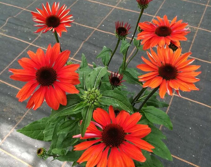 Echinacea Panama Red X4 or X1 Live Plant Plugs Grow Your Own Herb ...