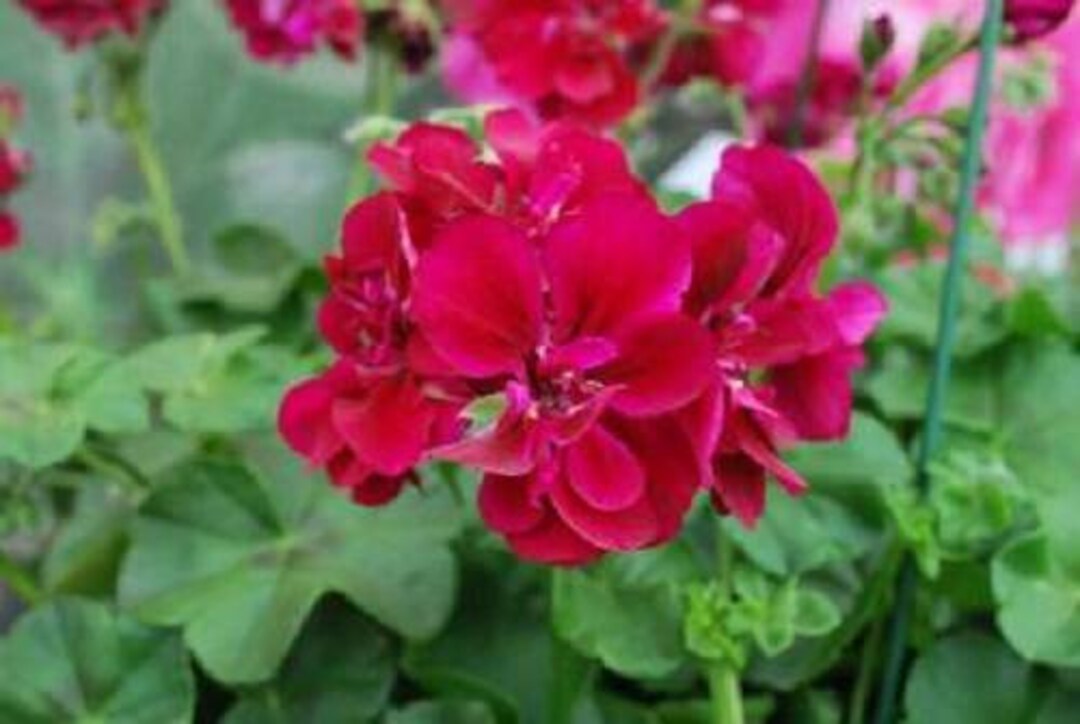 Geranium Savannah Merlot Sizzle X4 or X1 Live Plant Plugs Grow Your Own ...