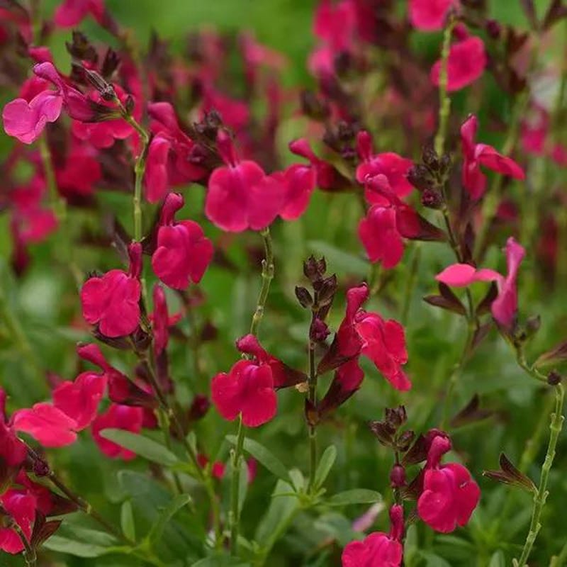 HappyGreenFarm - Etsy