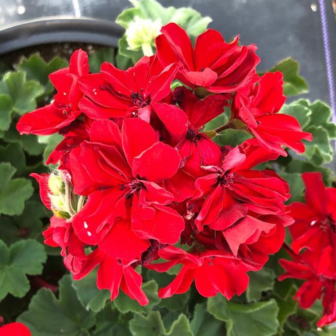 Geranium Mojo Dark Red X4 or X1 Live Plant Plugs Grow Your Own Garden ...