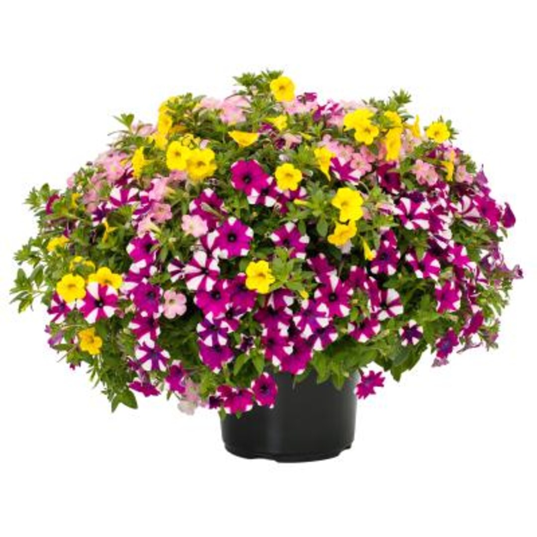Picnic in the Park Trio Kwik Kombo Happymix Live Mixed Plants Planter ...