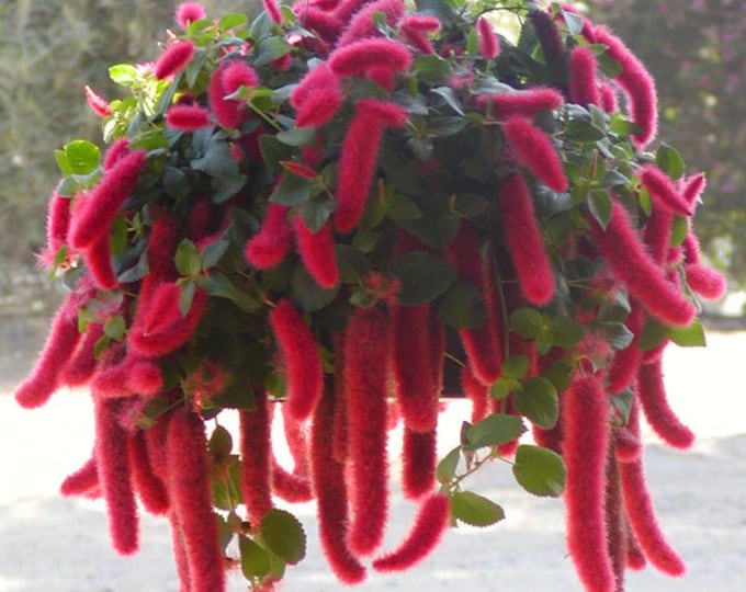 Acalypha Pendula Firetail X4 or X1 Live Plant Plugs Grow Your Own ...