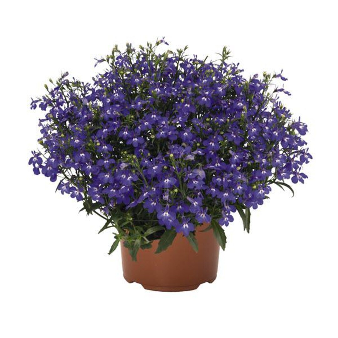Lobelia Bella Azure X5 or X1 Live Plant Plugs Grow Your Own Garden - Etsy