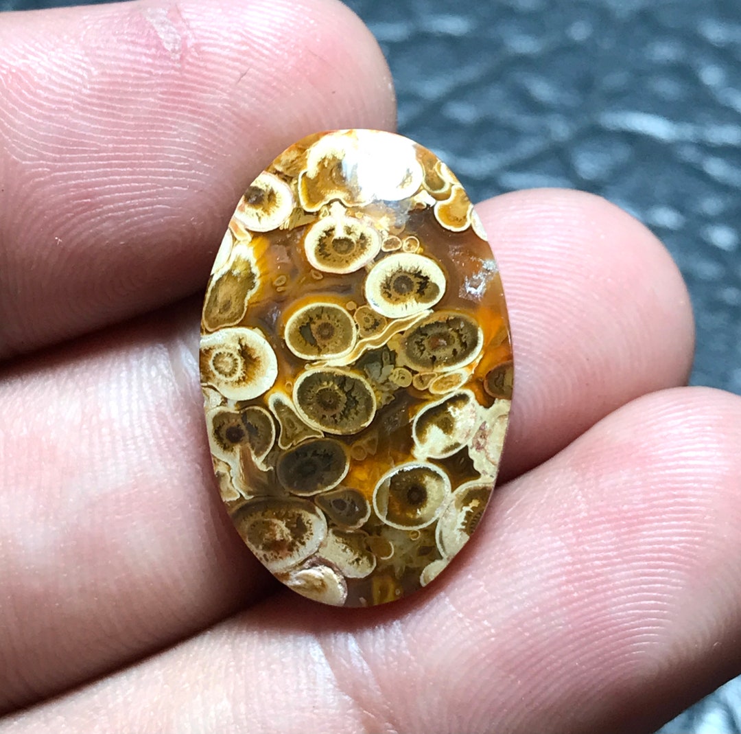 Petrified Palm Root Cabochon 24x16x5 Mm, by Cabochonsforyou ...