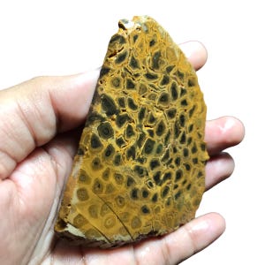 Amazing Petrified Palm Root Unpolished Slabs for Lapidary 96x76x6 Mm ...