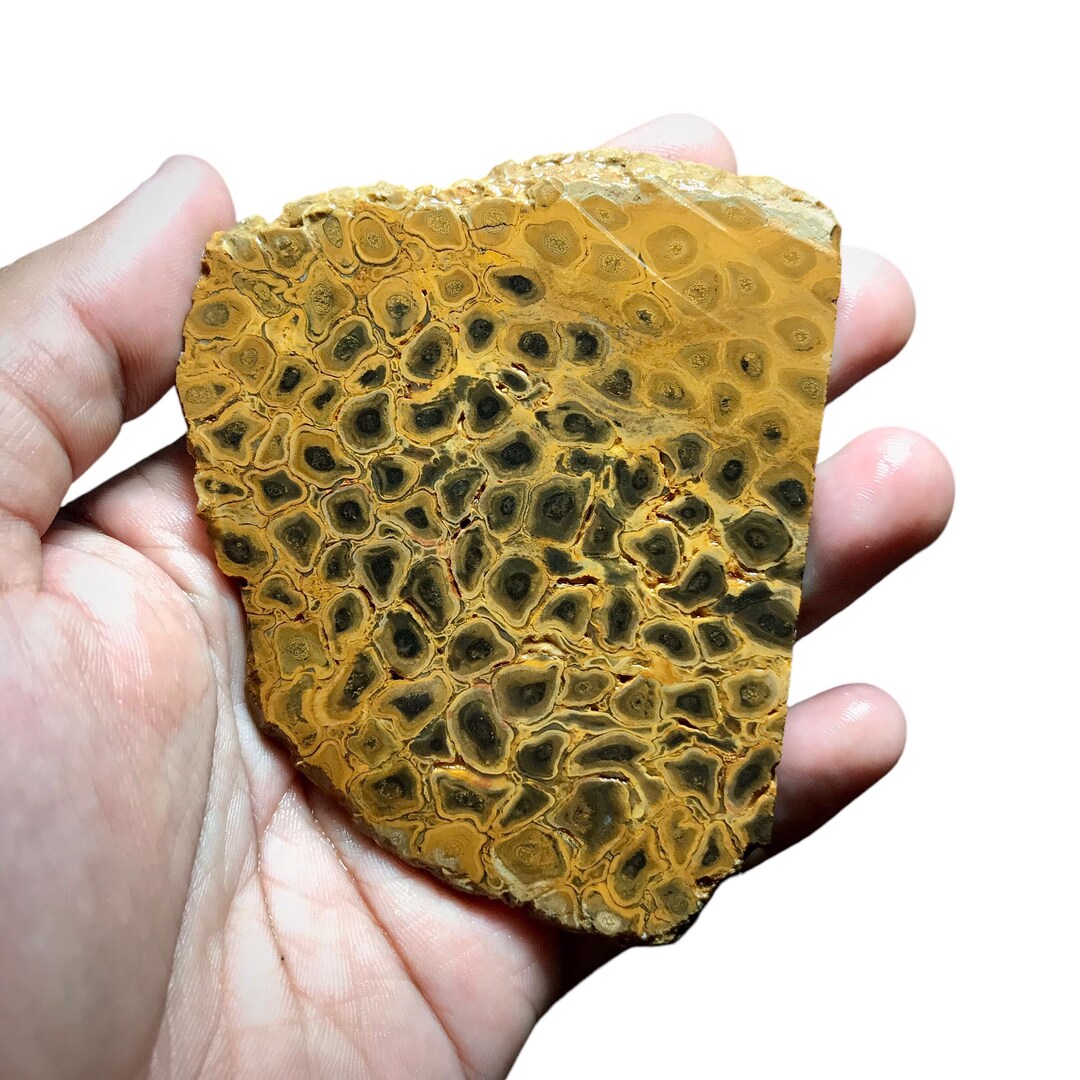 Amazing Petrified Palm Root Unpolished Slabs for Lapidary 96x76x6 Mm ...